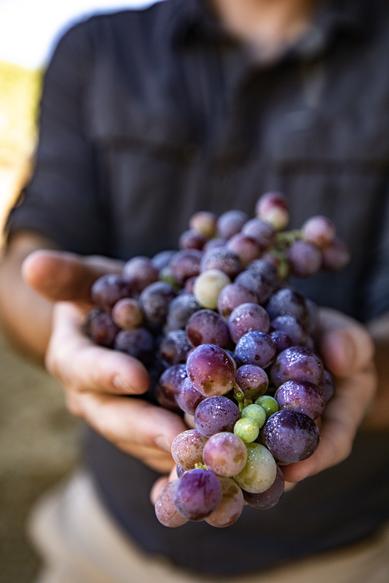 Capturing History in a Bottle: The Story Behind the Shannon Ridge ...
